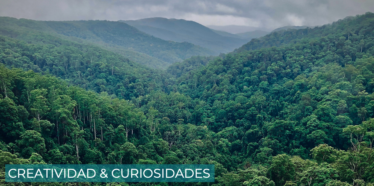 TOP 10 bosques más grandes del planeta - Retree